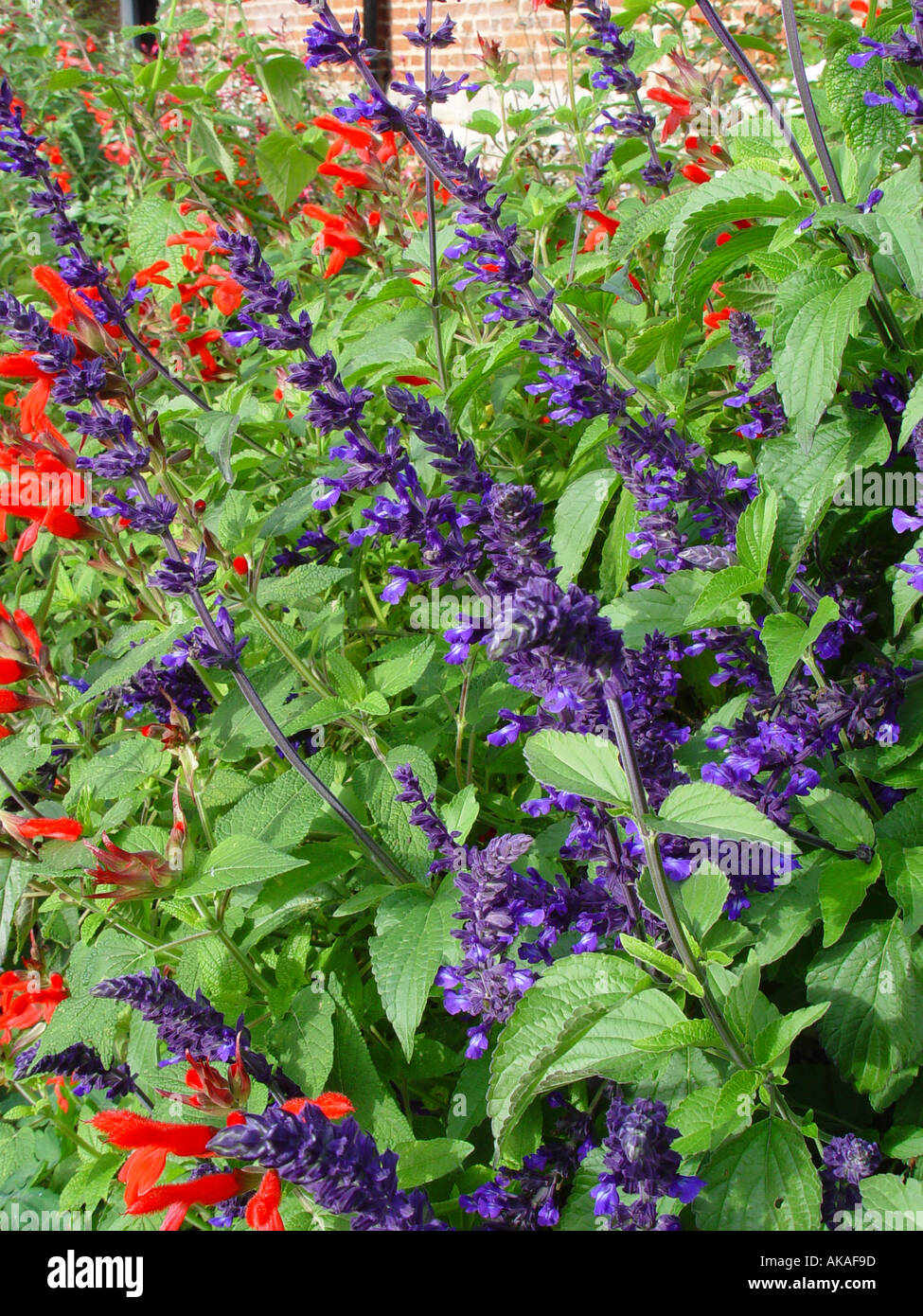 Salvia Indigo Spires Hardy Garden Perennial Stock Photo - Alamy