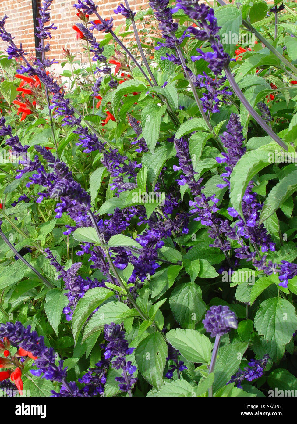 Salvia Indigo Spires Hardy Garden Perennial Stock Photo - Alamy