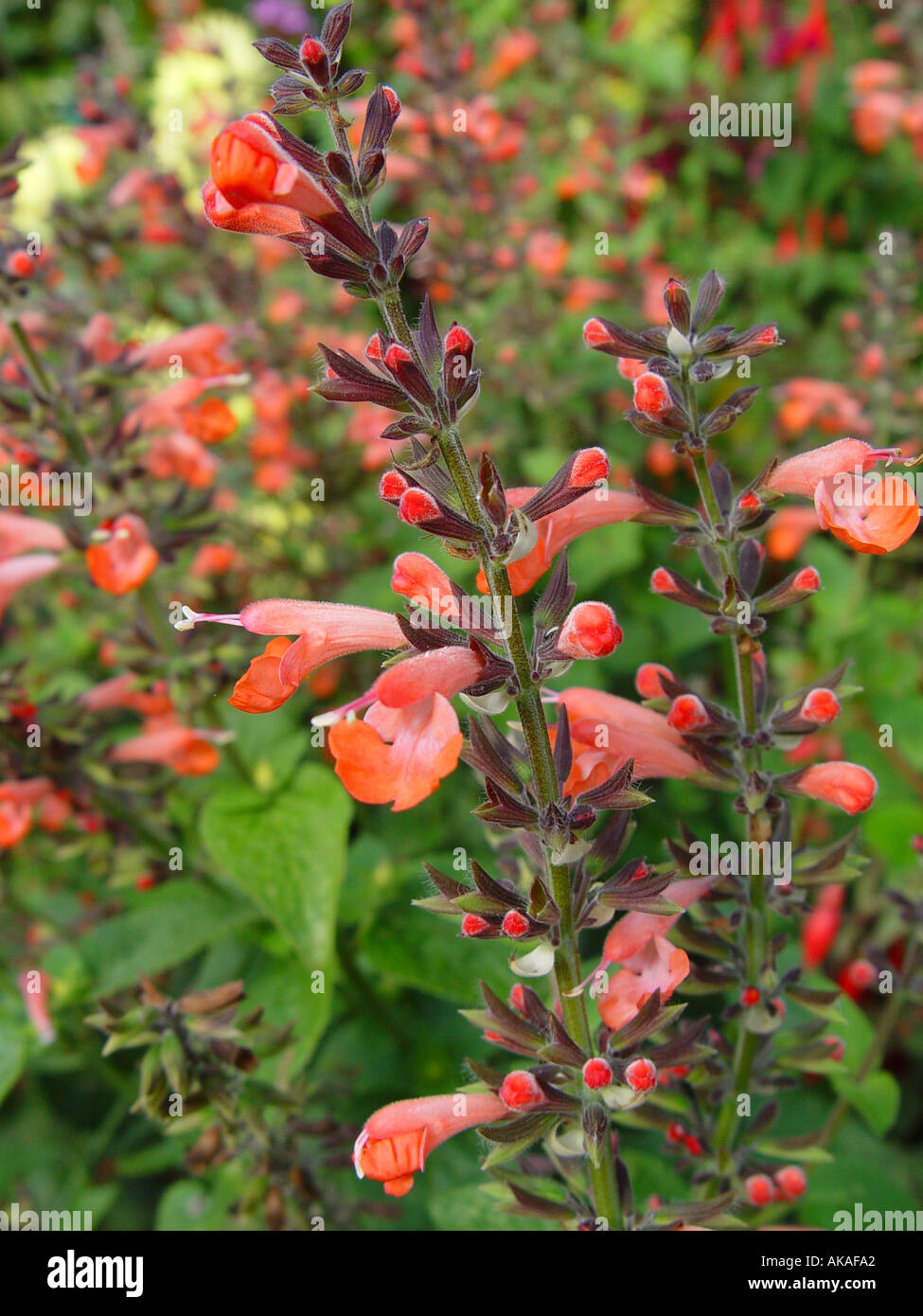 Salvia coccinea Brenthurst Hardy perennial salvia Stock Photo - Alamy