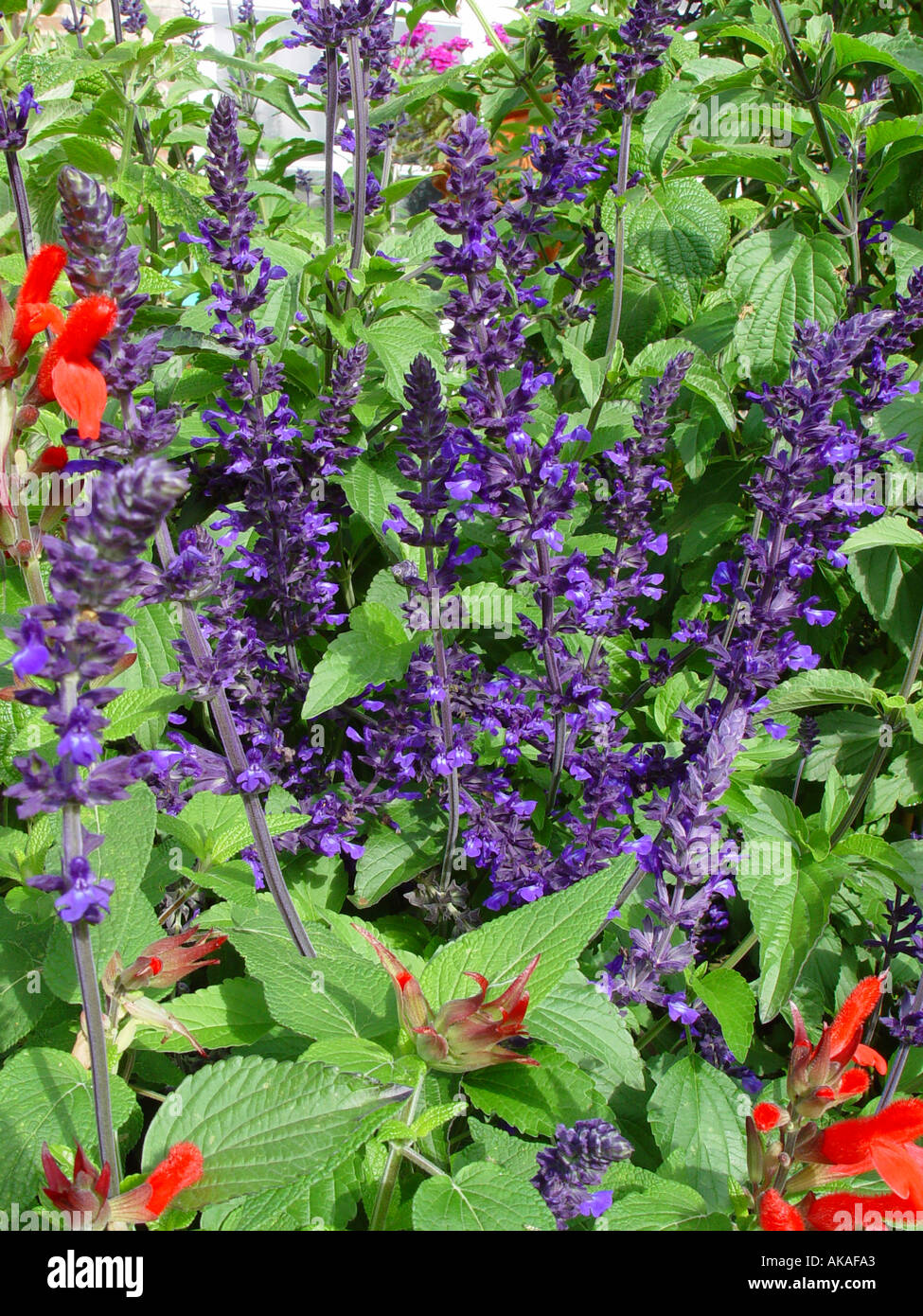 Salvia Indigo Spires Hardy garden perennial Stock Photo - Alamy