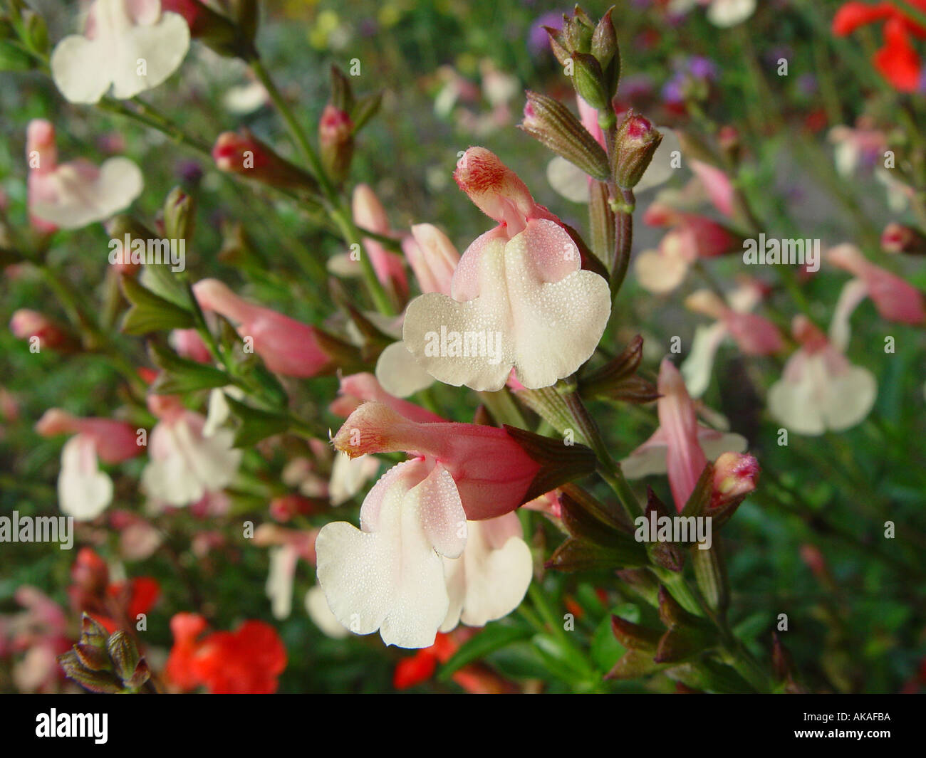 Salvia X Jamensis Stock Photos & Salvia X Jamensis Stock Images - Alamy