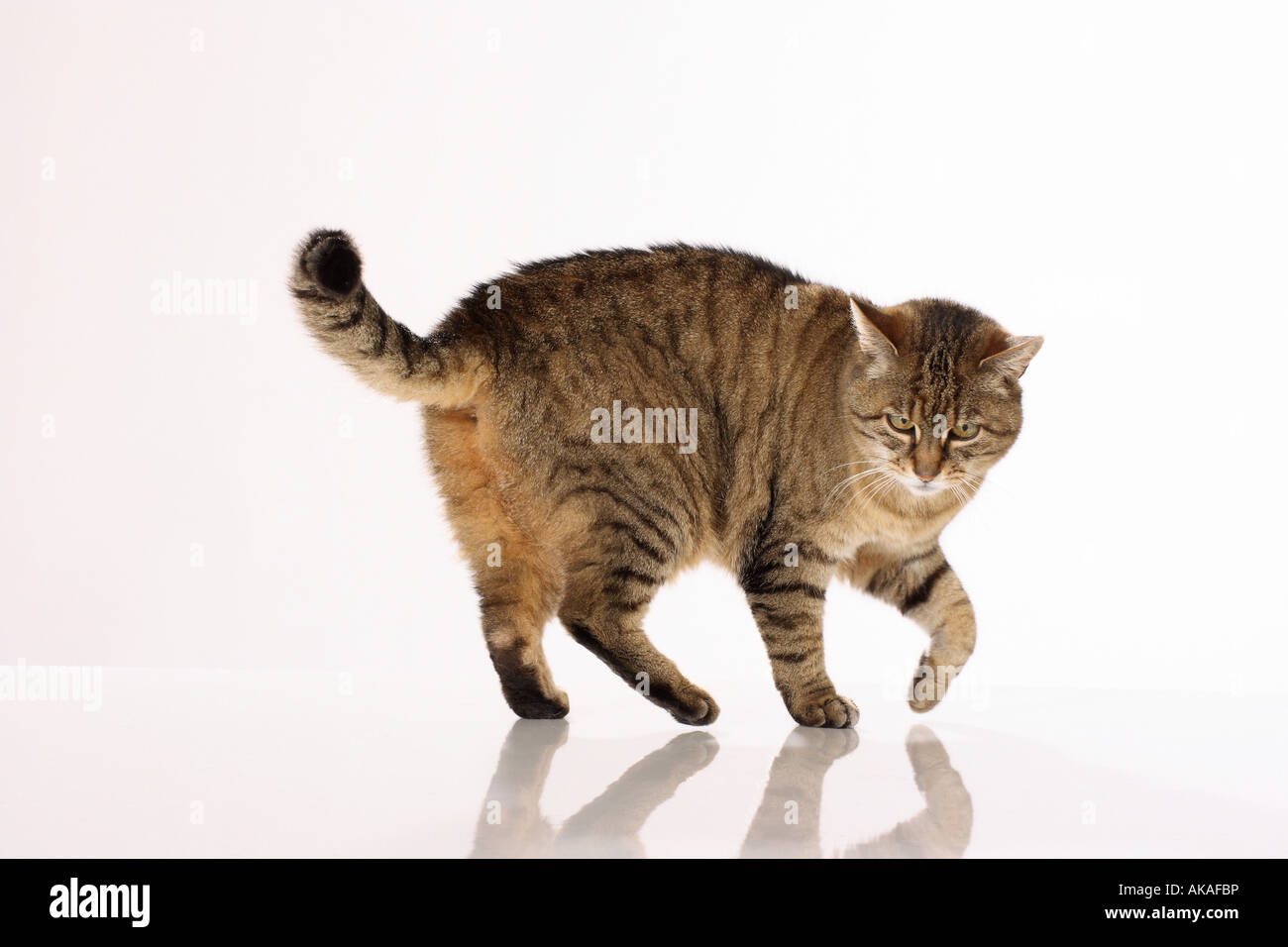 Tabby cat walking cut hi-res stock photography and images - Alamy