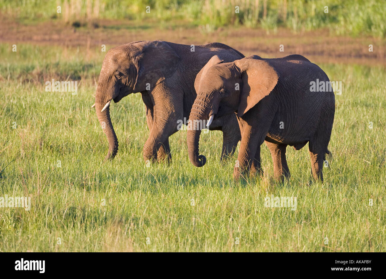 two elephants walking Stock Photo - Alamy