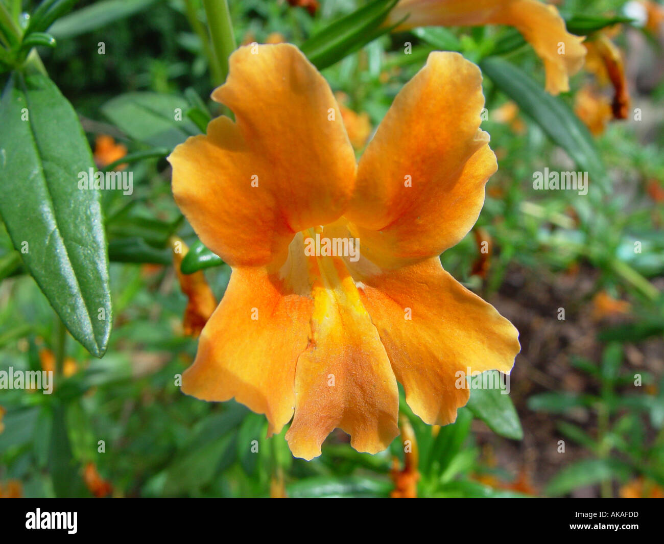 Mimulus puniceus hi-res stock photography and images - Alamy