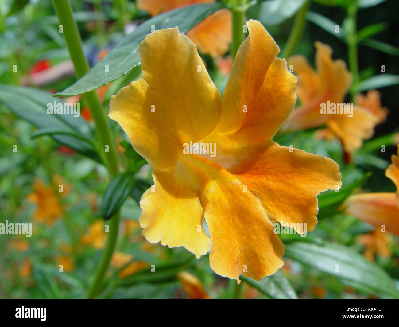 Mimulus puniceus hi-res stock photography and images - Alamy