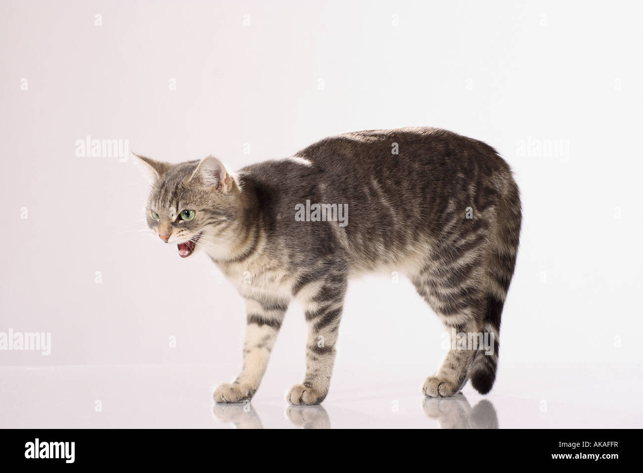 Angry cat cut out hi-res stock photography and images - Alamy