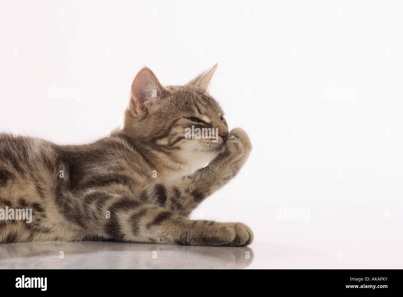 Tabby cat's paw, cutout hi-res stock photography and images - Alamy