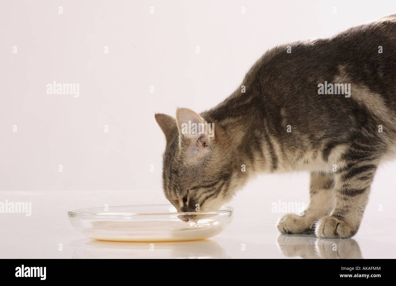 cat - drinking Stock Photo - Alamy