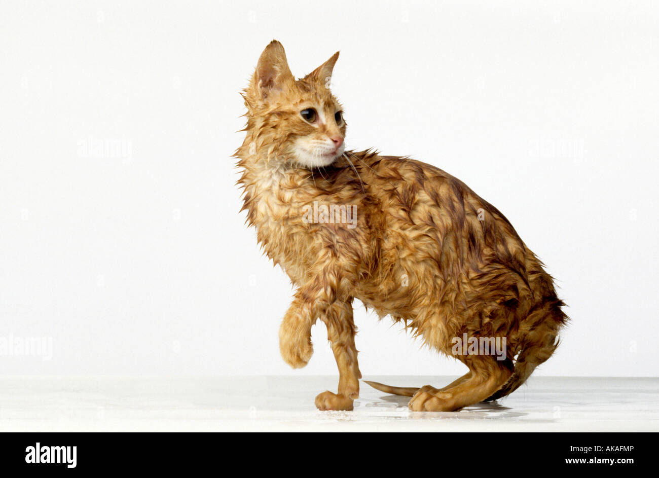 Wet cat hi-res stock photography and images - Alamy