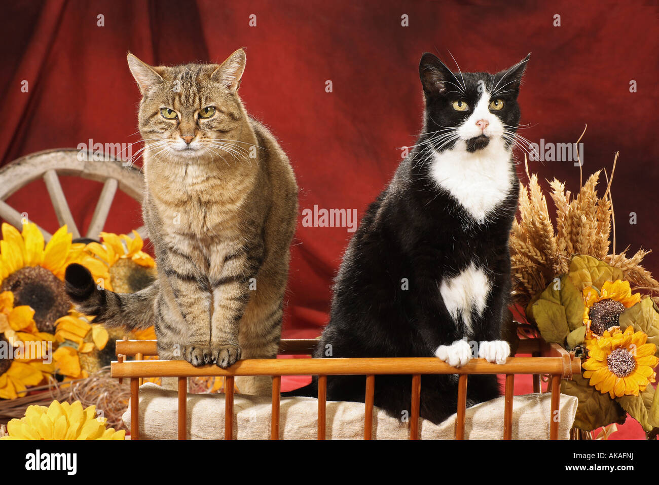 two cats sitting in hay cart Stock Photo - Alamy