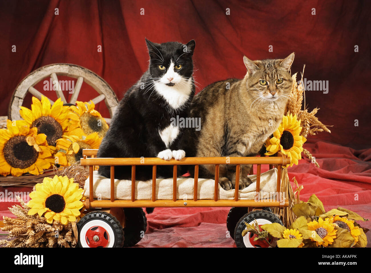 two cats sitting in hay cart Stock Photo - Alamy