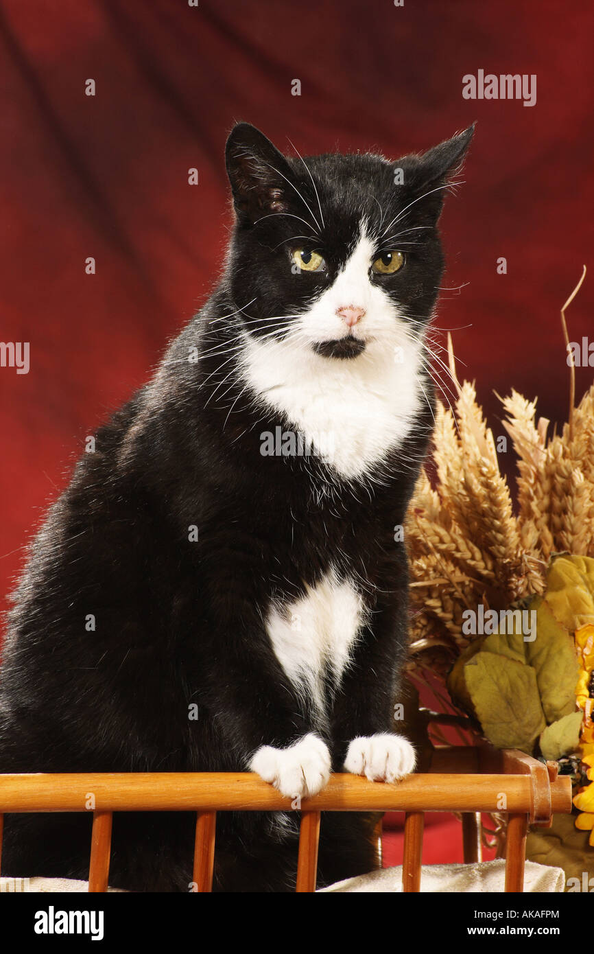 cat - sitting Stock Photo - Alamy