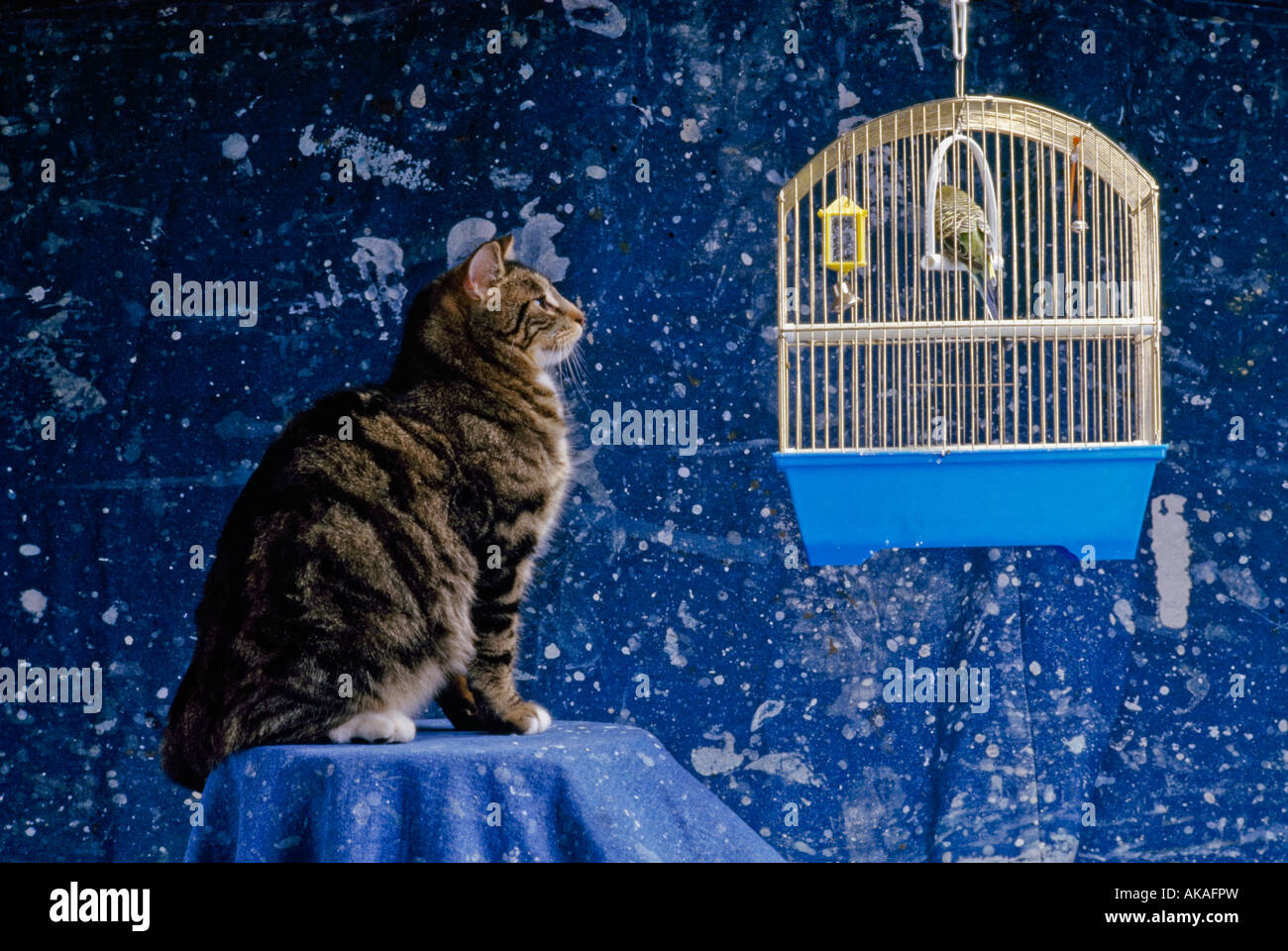 Cat and bird Stock Photo - Alamy