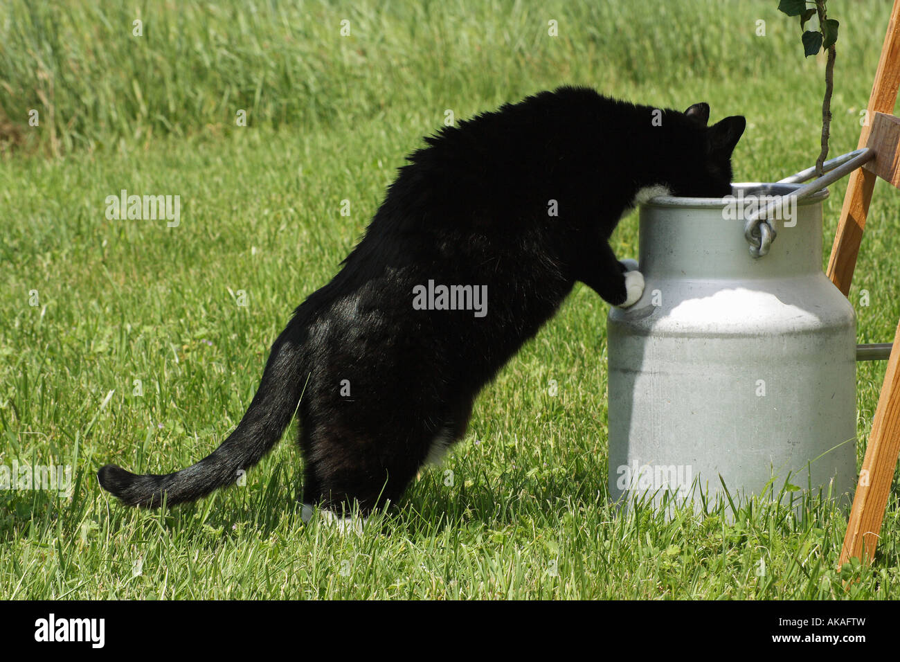 cat drinking out of milk can Stock Photo - Alamy