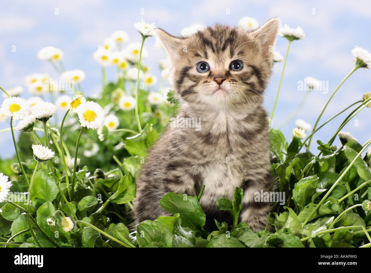 kitten sitting between flowers Stock Photo - Alamy