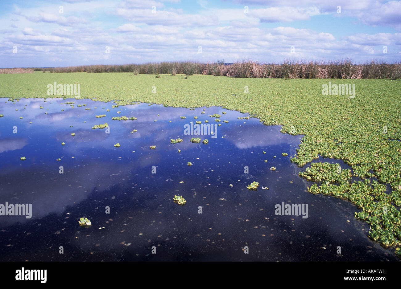 Green cabbage beautiful lines hi-res stock photography and images - Alamy