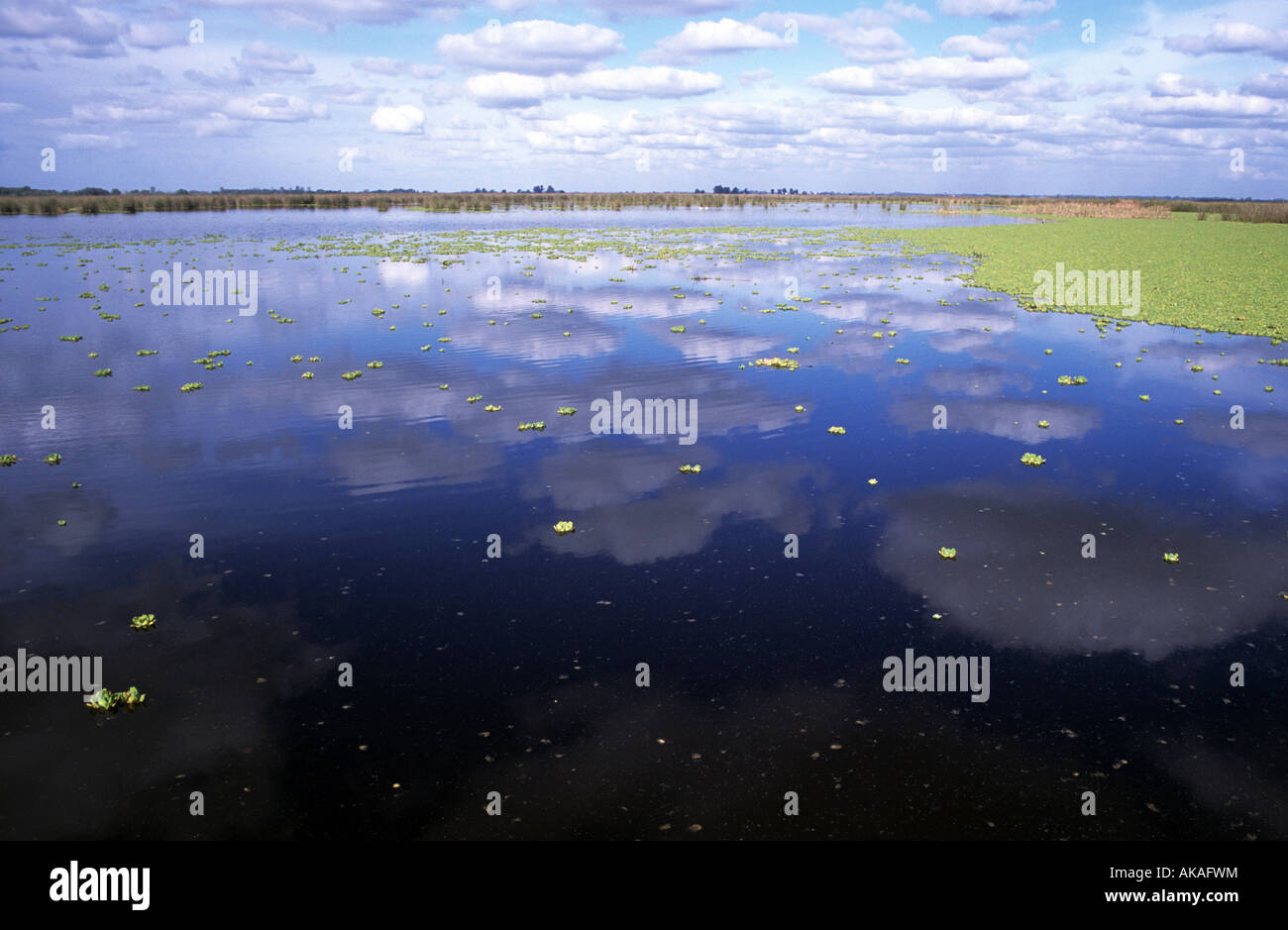 Pond with vegetation, sky and clouds in a Buenos Aires wetland. The ...