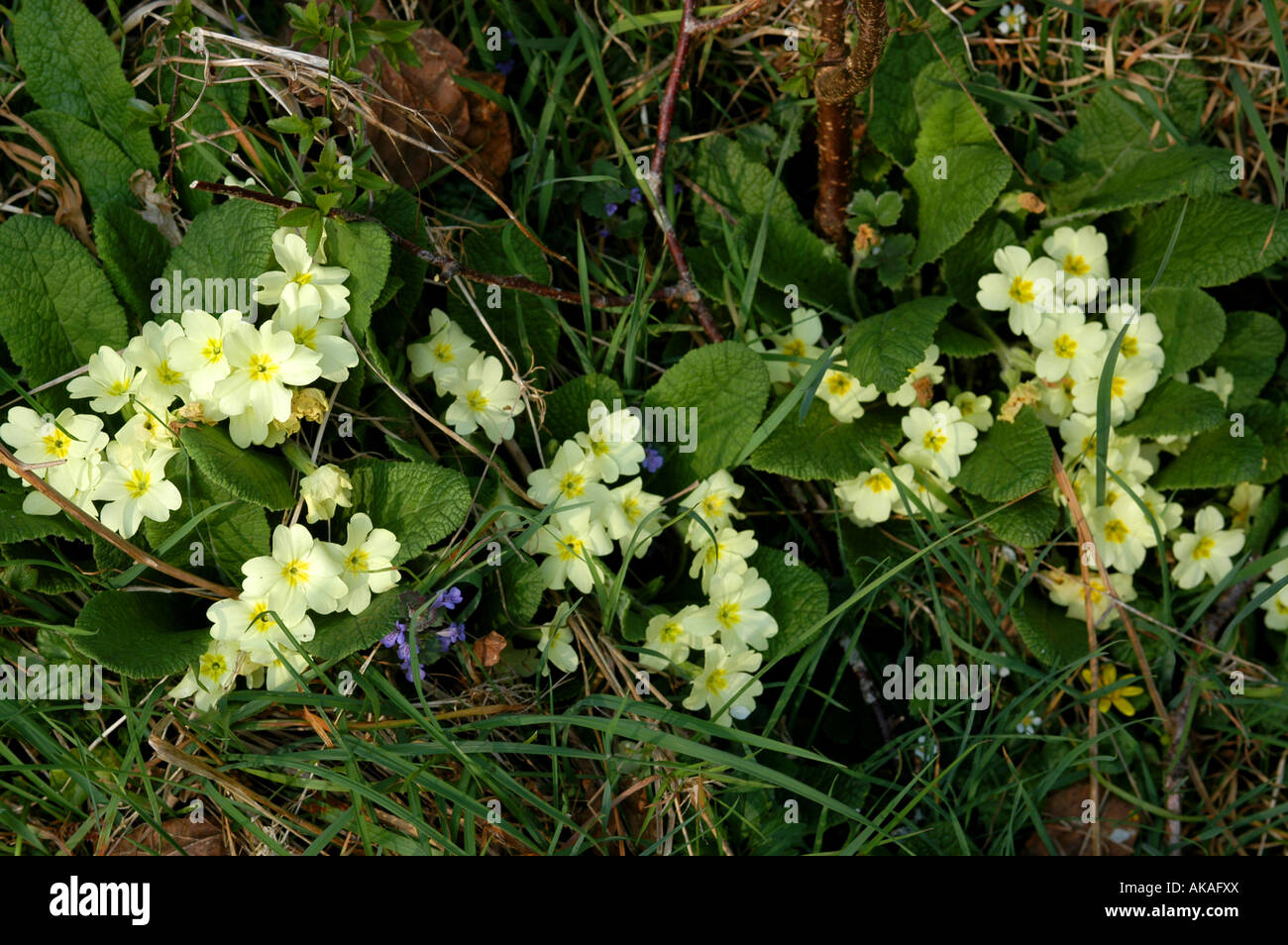 primroses in flower in a Devon hedgerow Stock Photo - Alamy