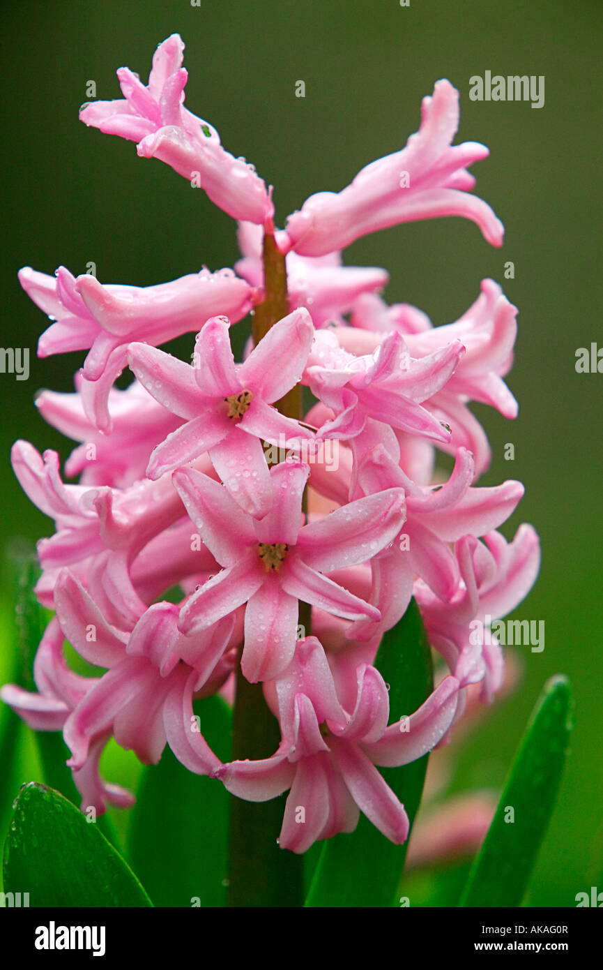 Hyacinthus hi-res stock photography and images - Alamy