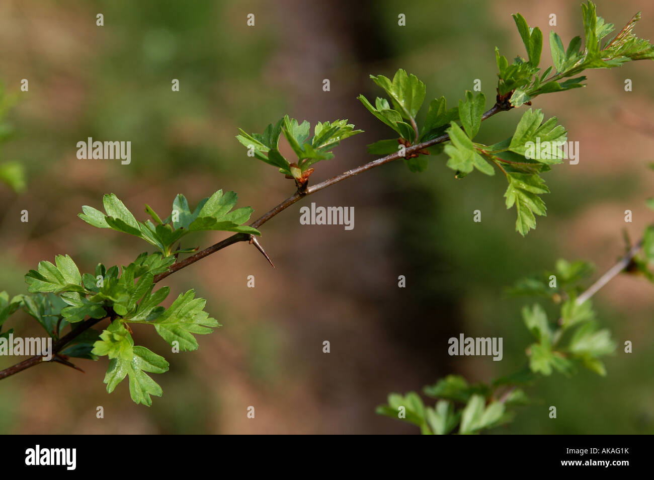 New spring growth on a tree near the shore of Wimbleball Reservoir ...
