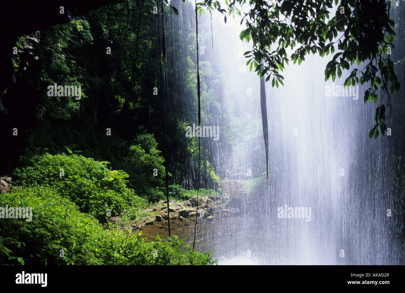 Waterfall, Dorrigo National Park, NSW, Australia Stock Photo - Alamy