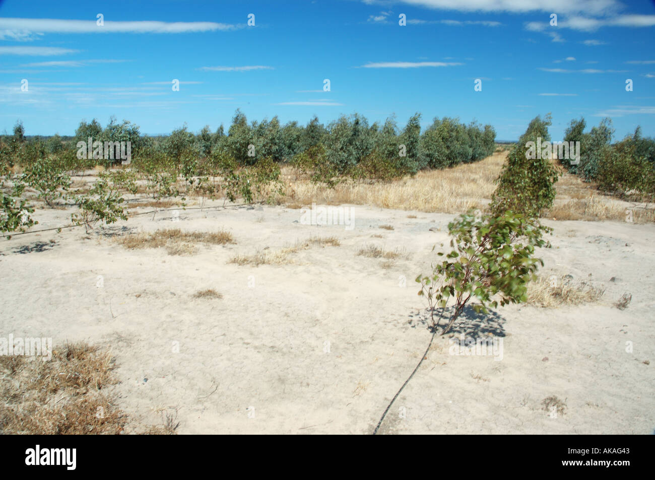 Mining land restoration after open cut coal mine Queensland Australia ...