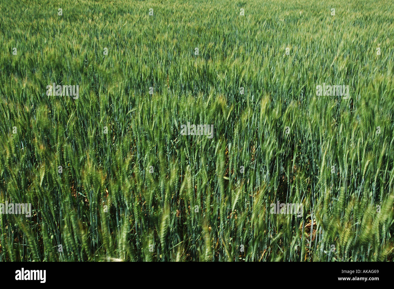 Broad Acre Farm High Resolution Stock Photography and Images - Alamy