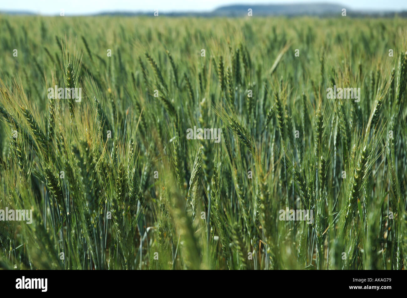 Broad Acre Farm High Resolution Stock Photography and Images - Alamy