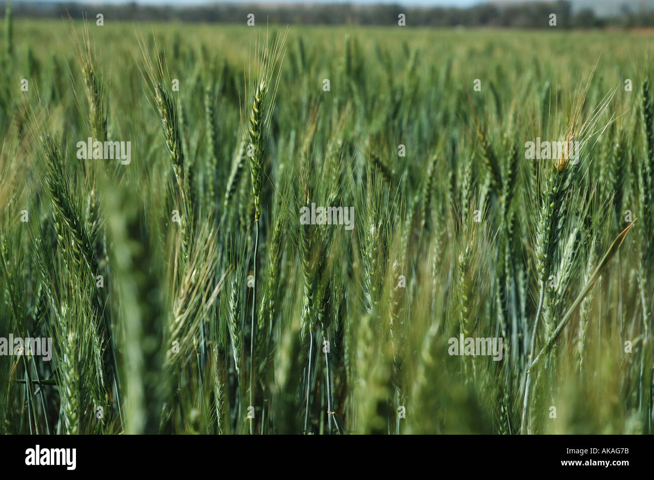 Broad acre farm hi-res stock photography and images - Alamy