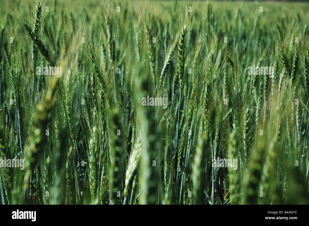 Broad acre farm hi-res stock photography and images - Alamy