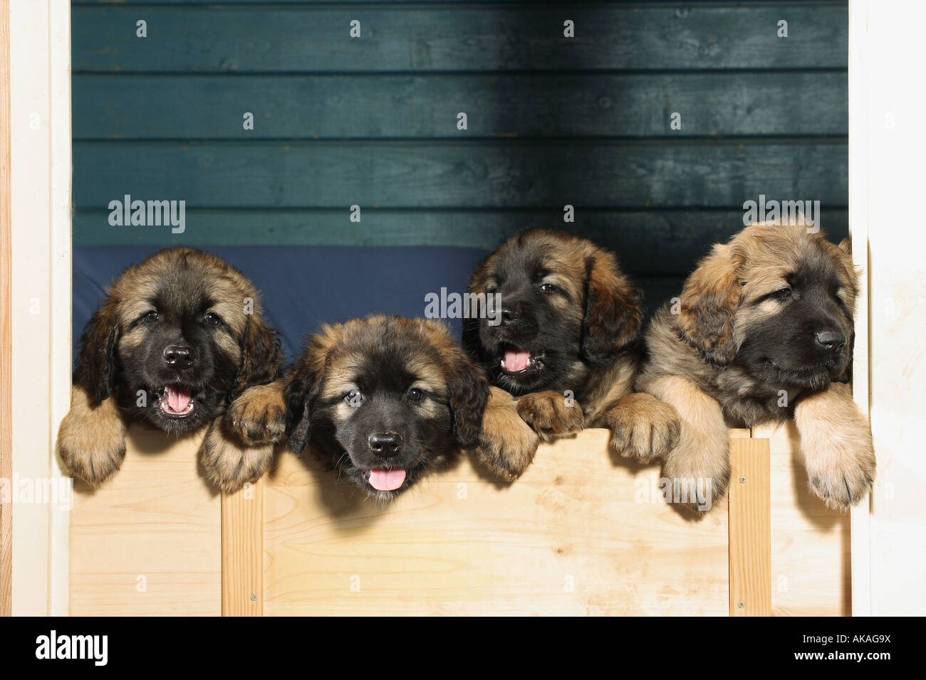 four Leonberger puppies Stock Photo - Alamy