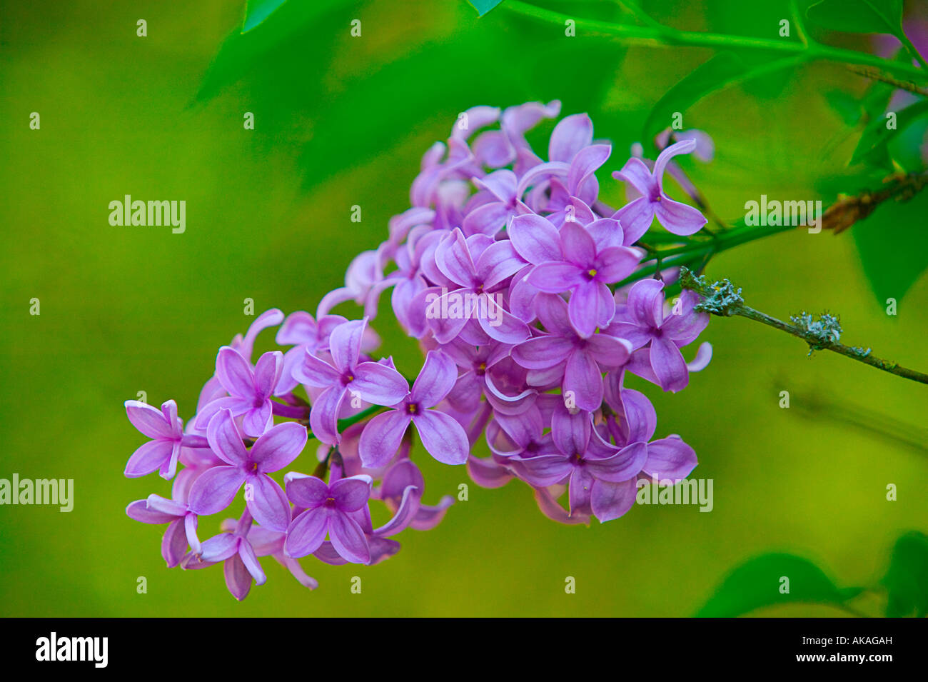 Lilac hi-res stock photography and images - Alamy