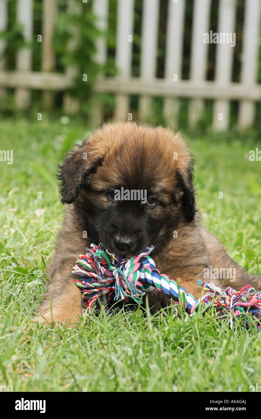 Leonberger puppy playing with a rope Stock Photo - Alamy