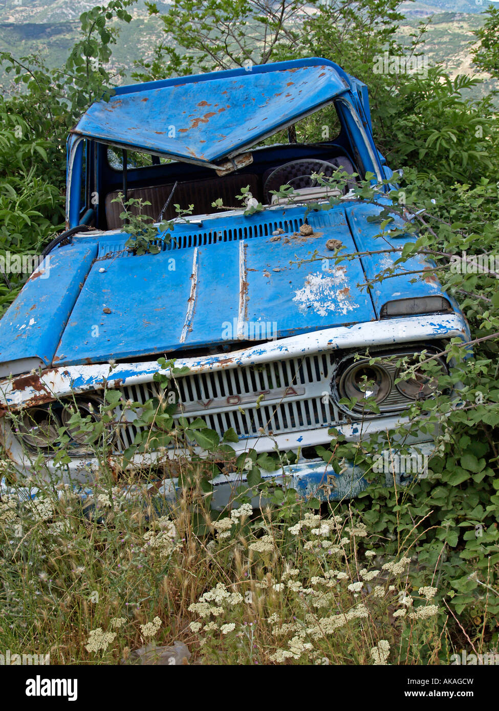 old rusty wrack of a car hidden in bush in the nature Stock Photo - Alamy