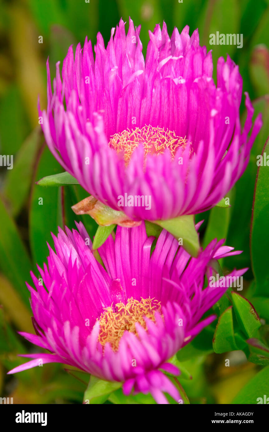 Carpobrotus hi-res stock photography and images - Alamy