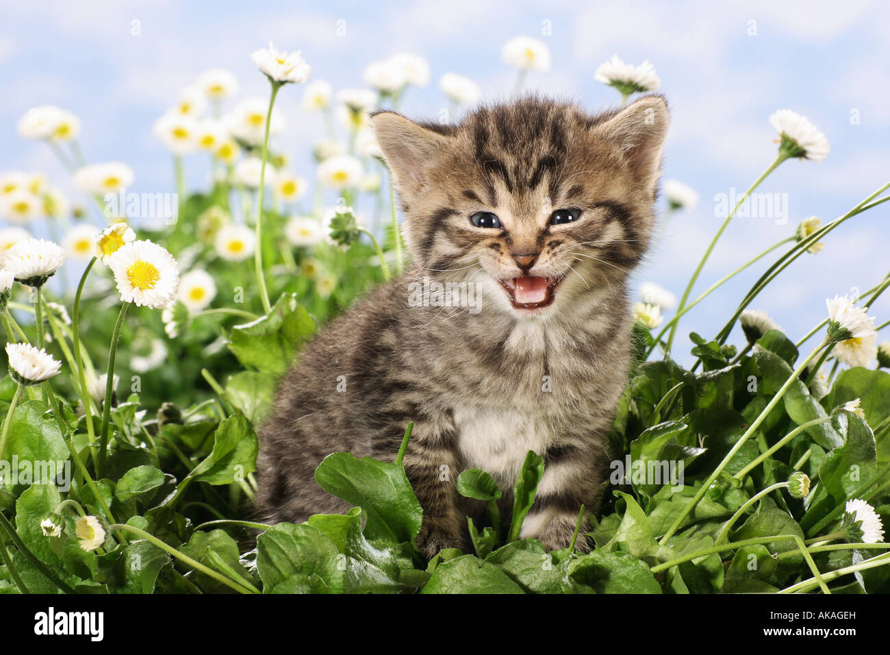 kitten sitting between flowers Stock Photo - Alamy