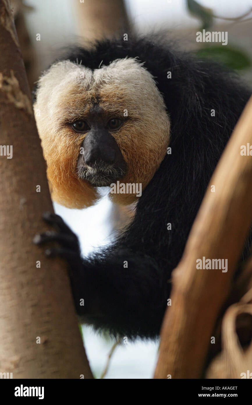 White-faced Saki or Guianan Saki - Pithecia pithecia Stock Photo - Alamy