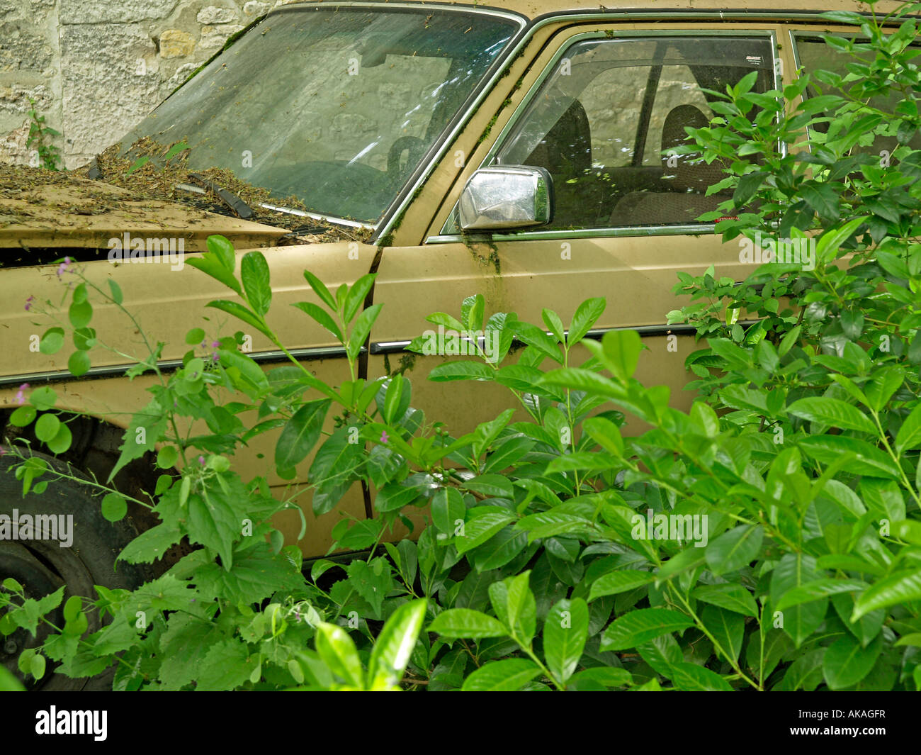 old rusty wrack of a car hidden in bush in the nature Stock Photo - Alamy