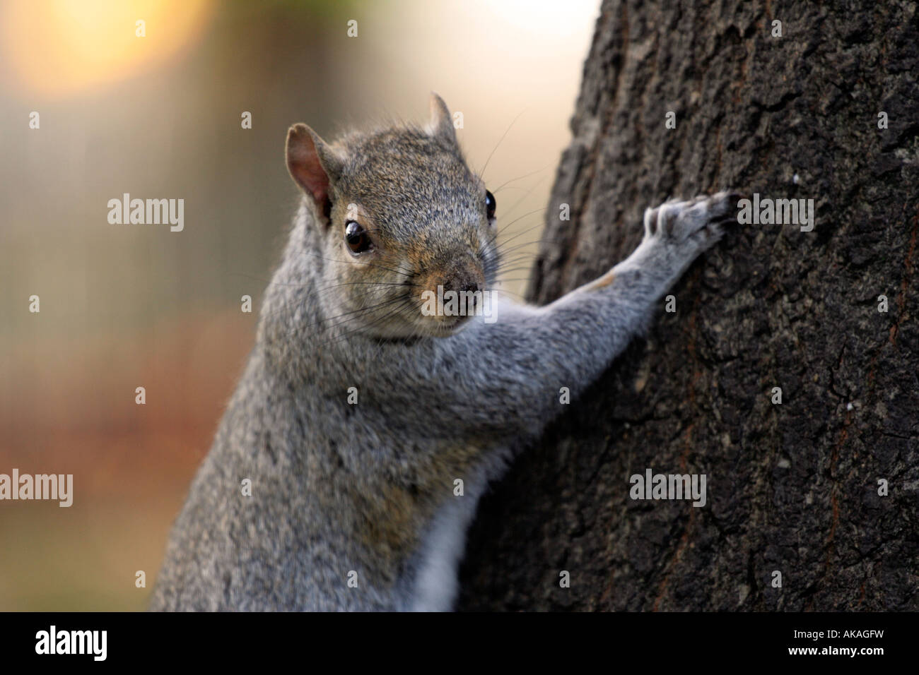 Grey Squirrel climbing tree Stock Photo - Alamy