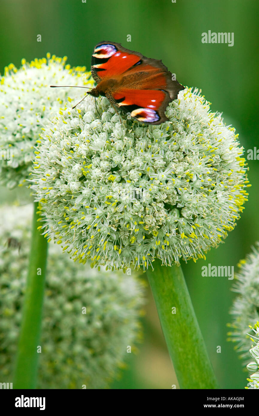 Inachis io Peacock Butterfly - Garlic flower Stock Photo - Alamy