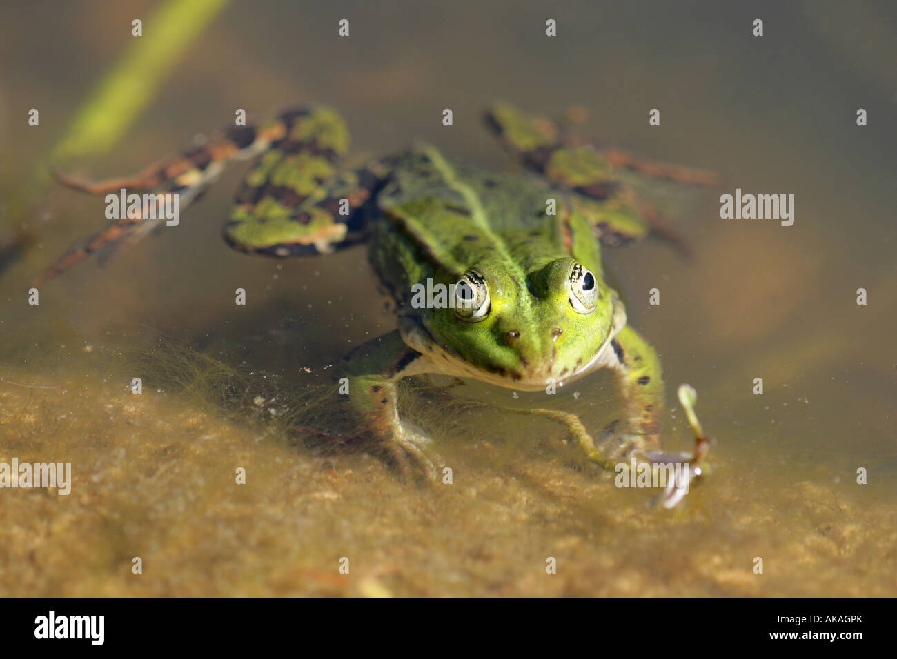 One frog hi-res stock photography and images - Alamy