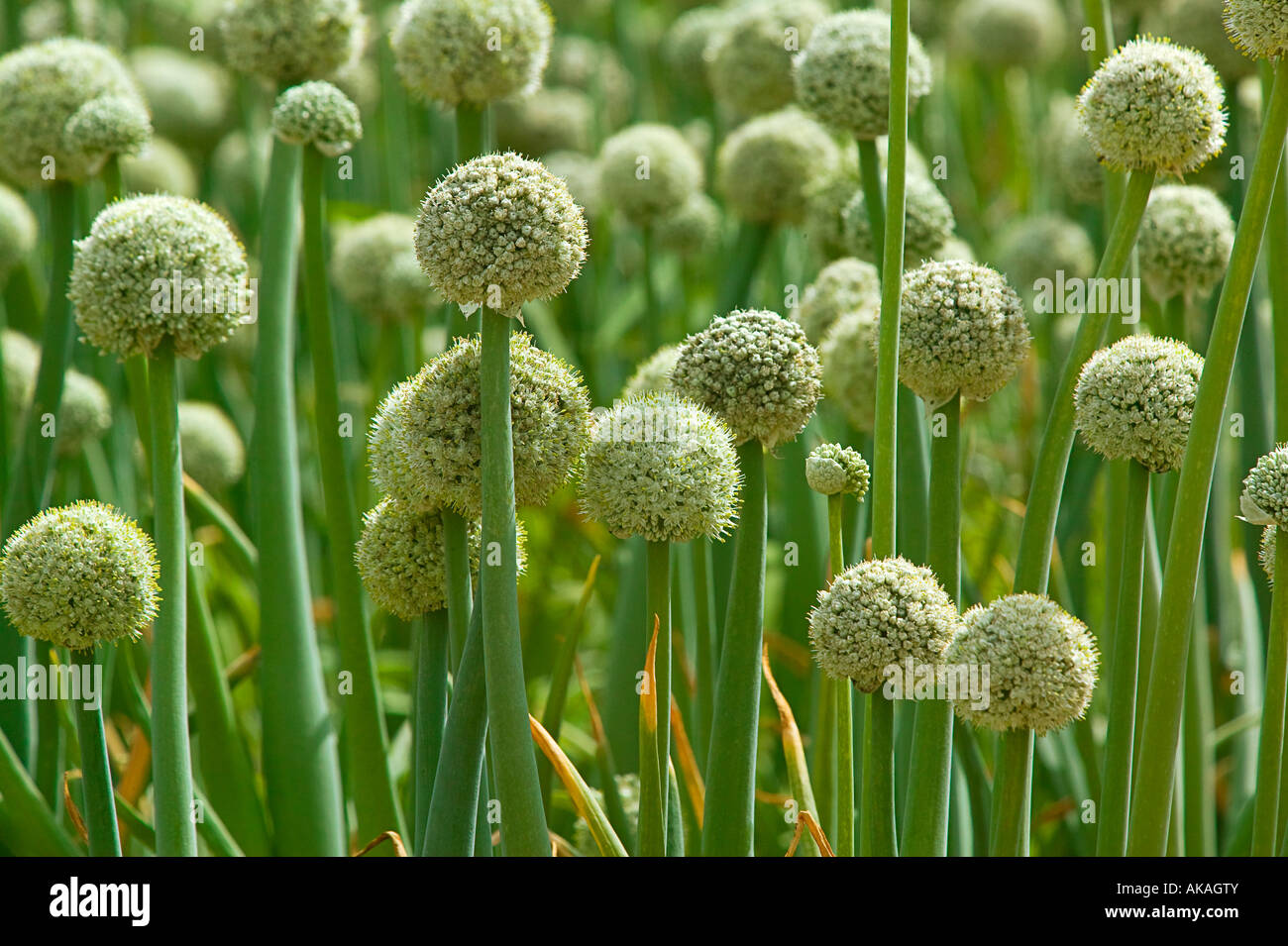 Garlic plant hi-res stock photography and images - Alamy
