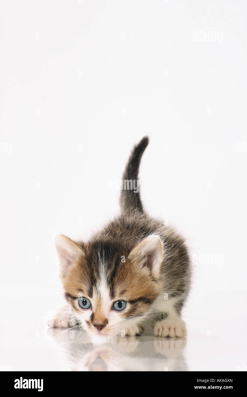 kitten - creeping - cut out Stock Photo - Alamy