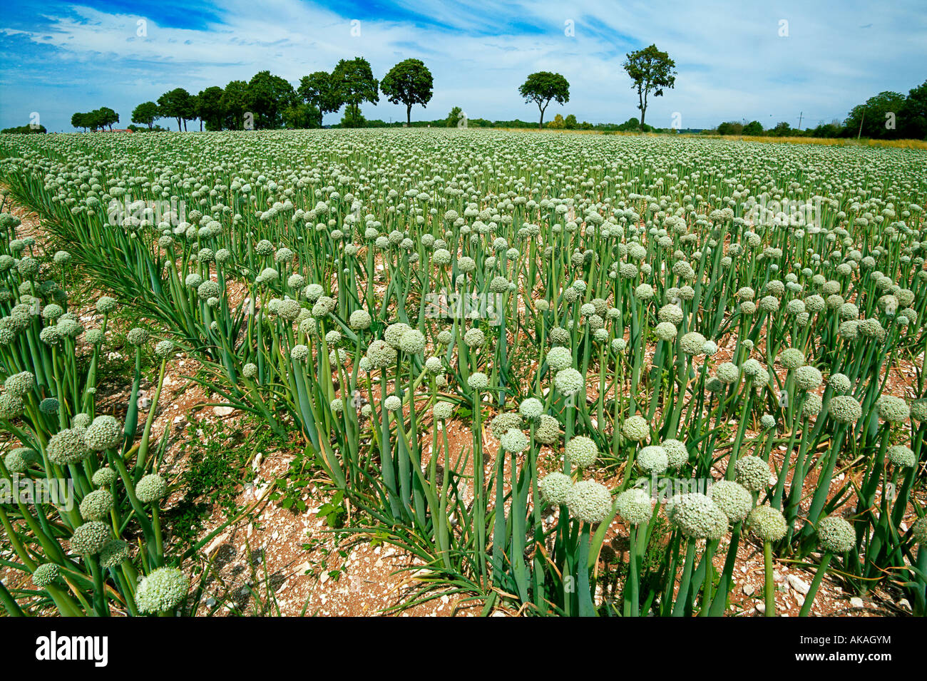 Garlic field - France Stock Photo - Alamy
