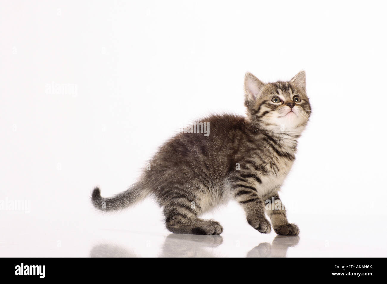 kitten - cut out Stock Photo - Alamy