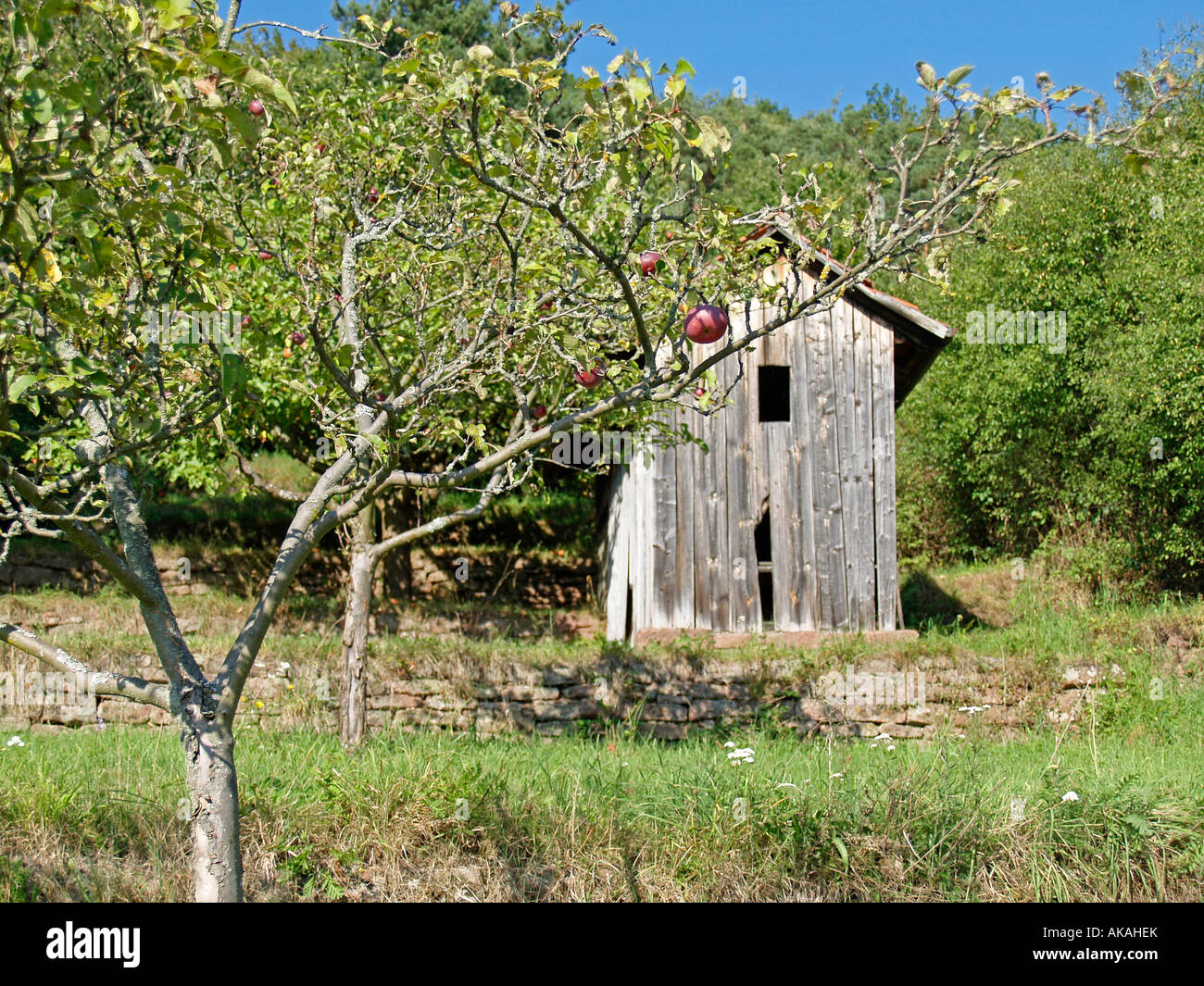 old broken barn hidden under apple trees in nature Stock Photo - Alamy