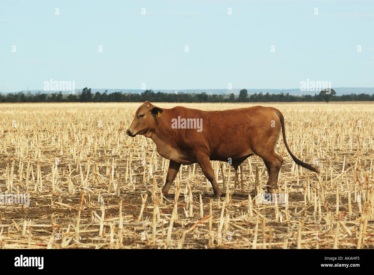 Large scale cattle farming hi-res stock photography and images - Alamy