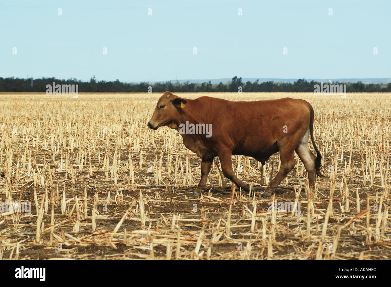 beef cattle on outback queensland property dsc 3194 Stock Photo - Alamy