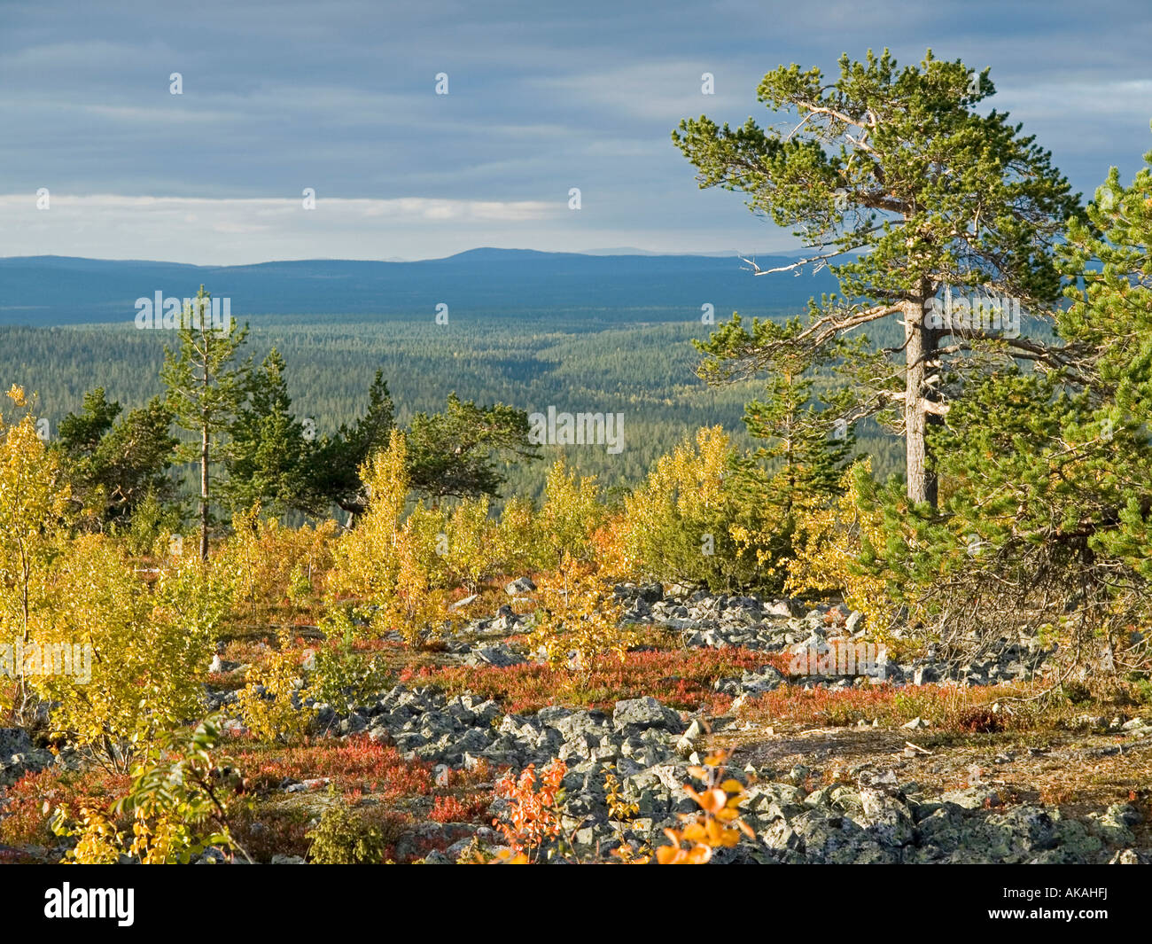 landscape with stony fell mountaini n autumn colours in Lapland in ...