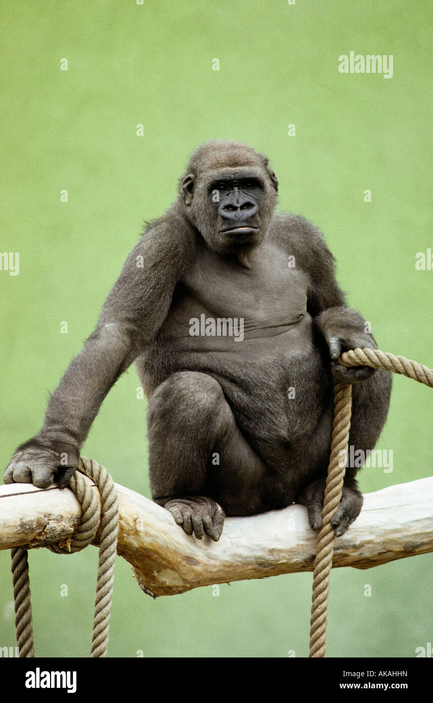 Gorilla with a rope Stock Photo - Alamy